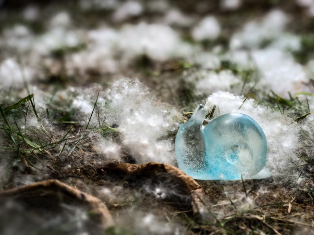 ワッペリン lit.link(リットリンク)